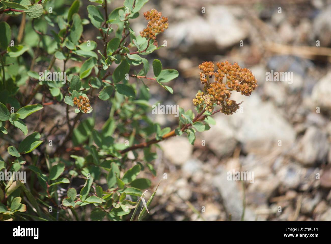Mountain Spirea (Spiraea splendens Stock Photo - Alamy