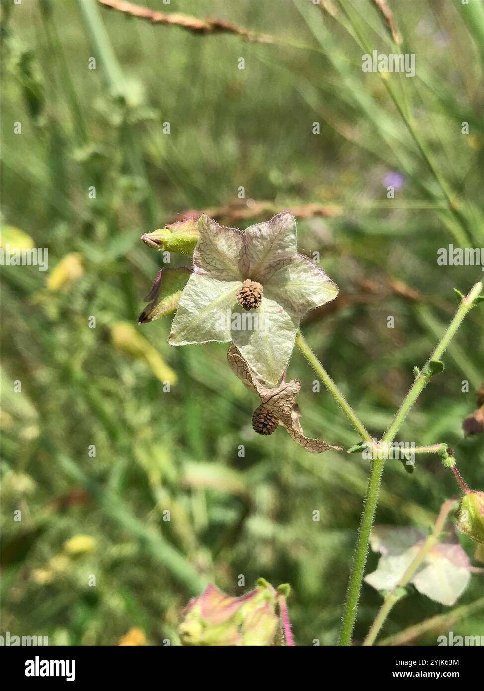 White Four o'Clock (Mirabilis albida Stock Photo - Alamy