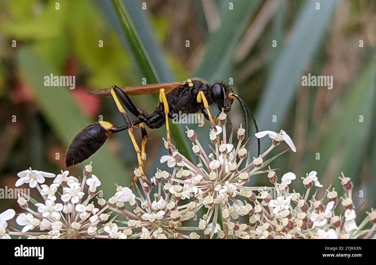 Yellow-legged Mud-dauber Wasp (Sceliphron caementarium Stock Photo - Alamy