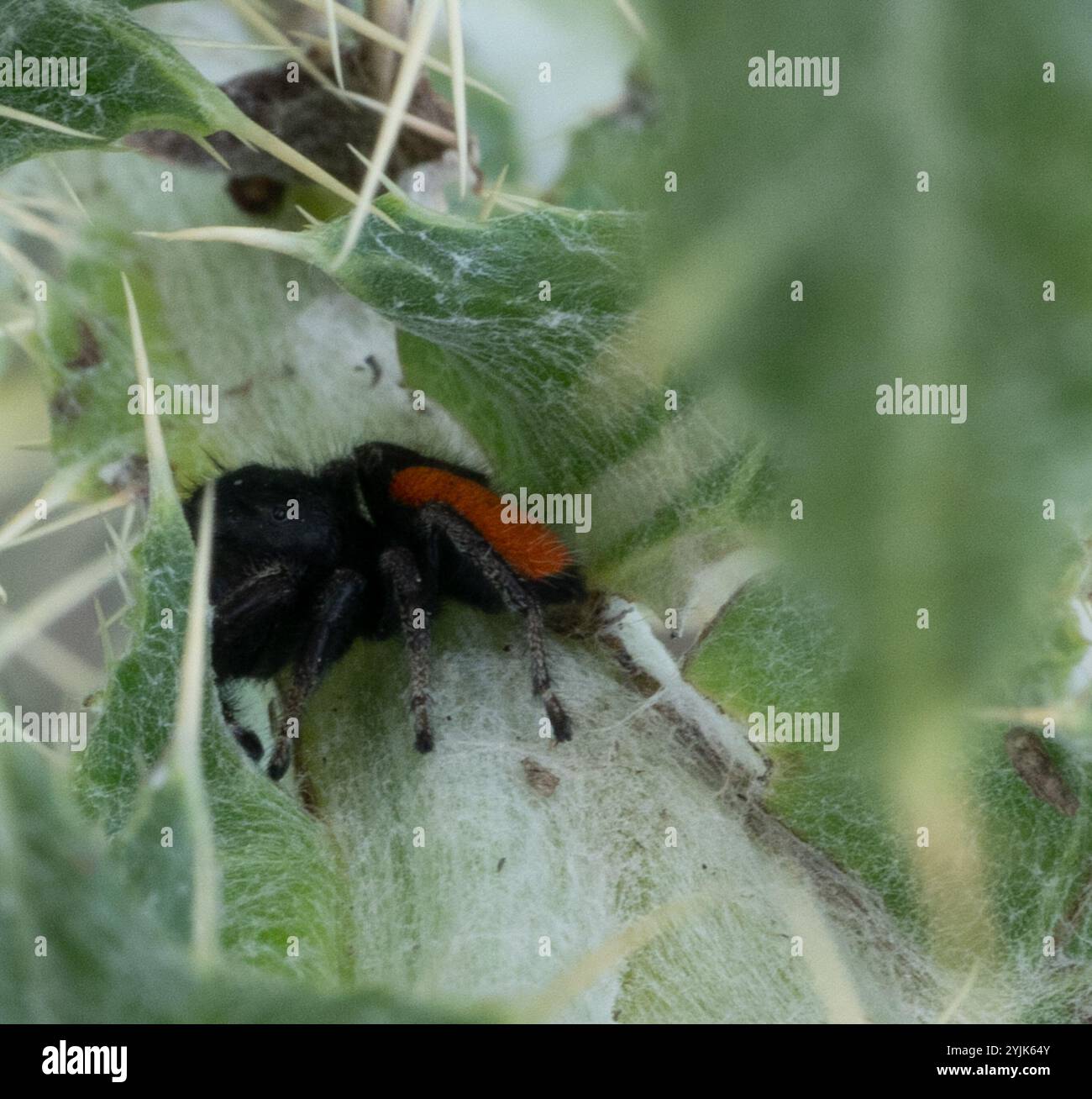 Desert Red Jumping Spider (Phidippus ardens Stock Photo - Alamy