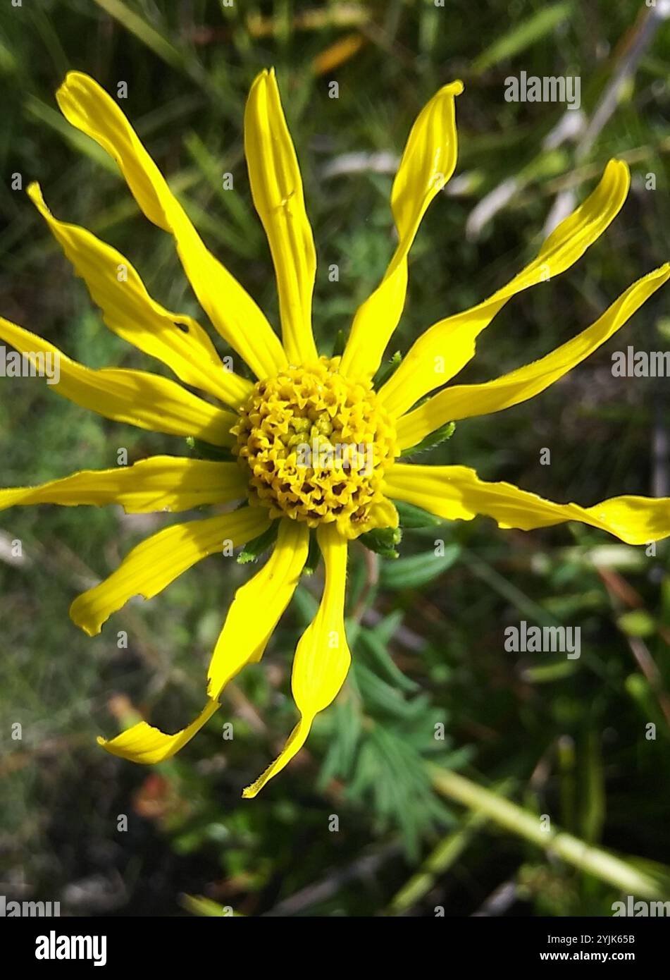 Florida false sunflower (Phoebanthus grandiflorus Stock Photo - Alamy