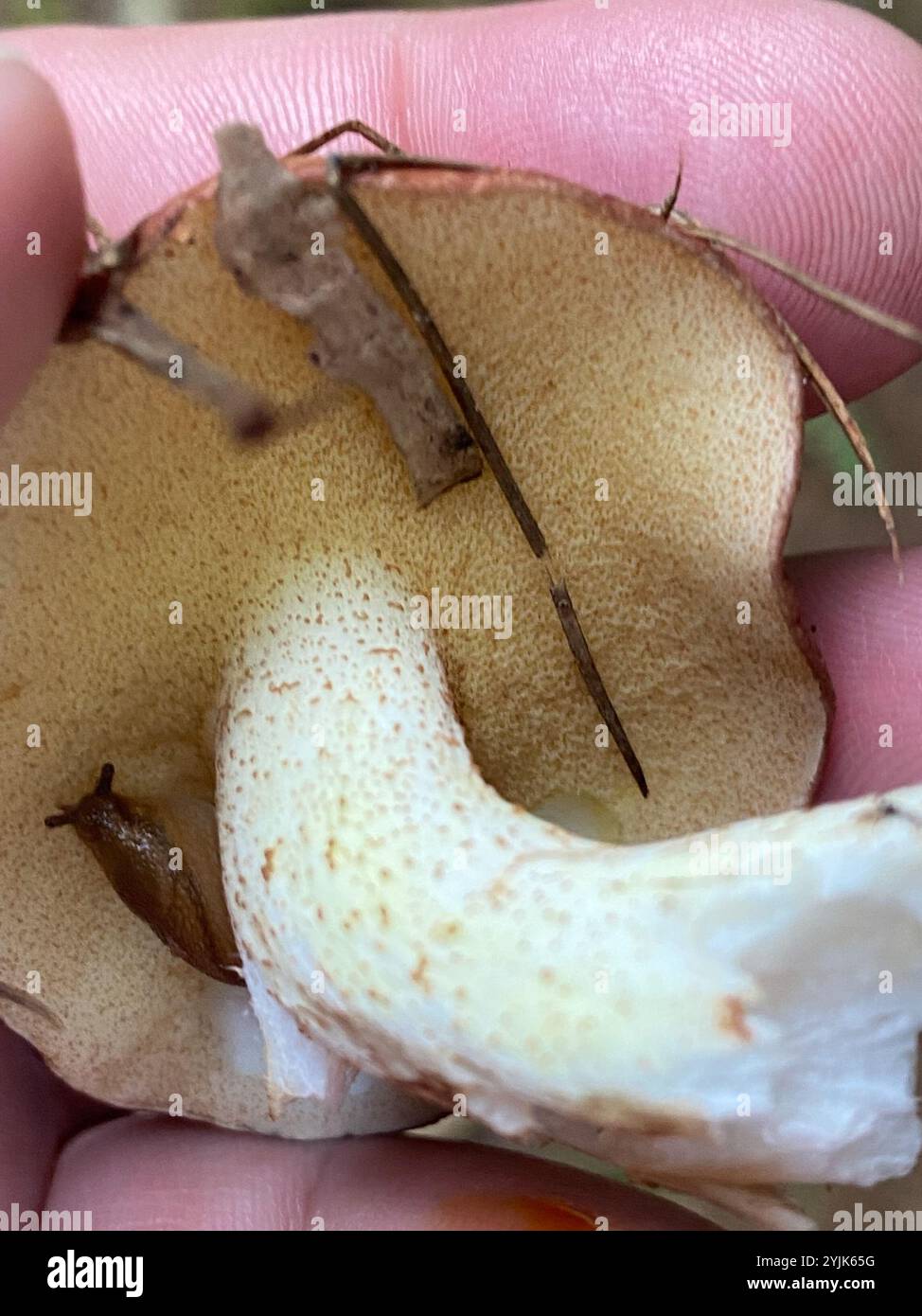 Butterball (Suillus weaverae Stock Photo - Alamy