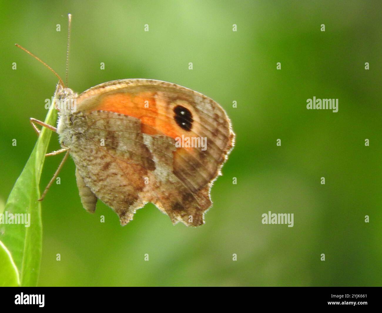 Southern Gatekeeper (Pyronia cecilia Stock Photo - Alamy
