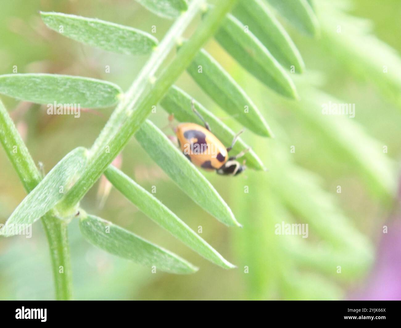 Parenthesis Lady Beetle (Hippodamia parenthesis Stock Photo - Alamy