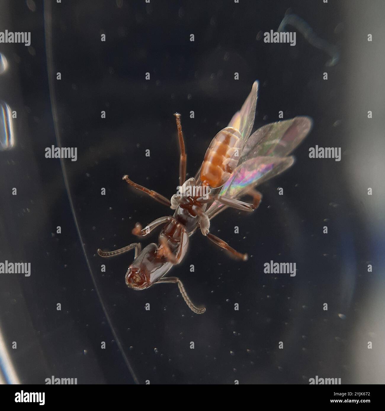 Cecropia Ants and Allies (Azteca Stock Photo - Alamy