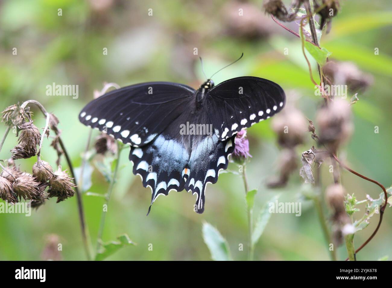 Spicebush Swallowtail (Papilio troilus Stock Photo - Alamy
