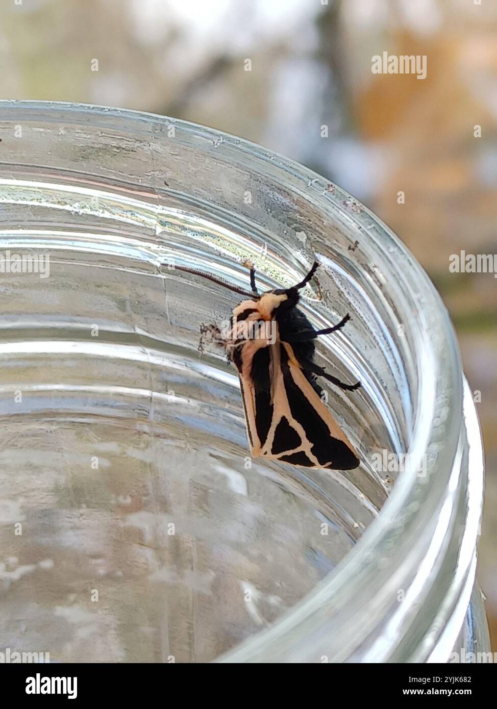 Harnessed Tiger Moth (Apantesis phalerata Stock Photo - Alamy