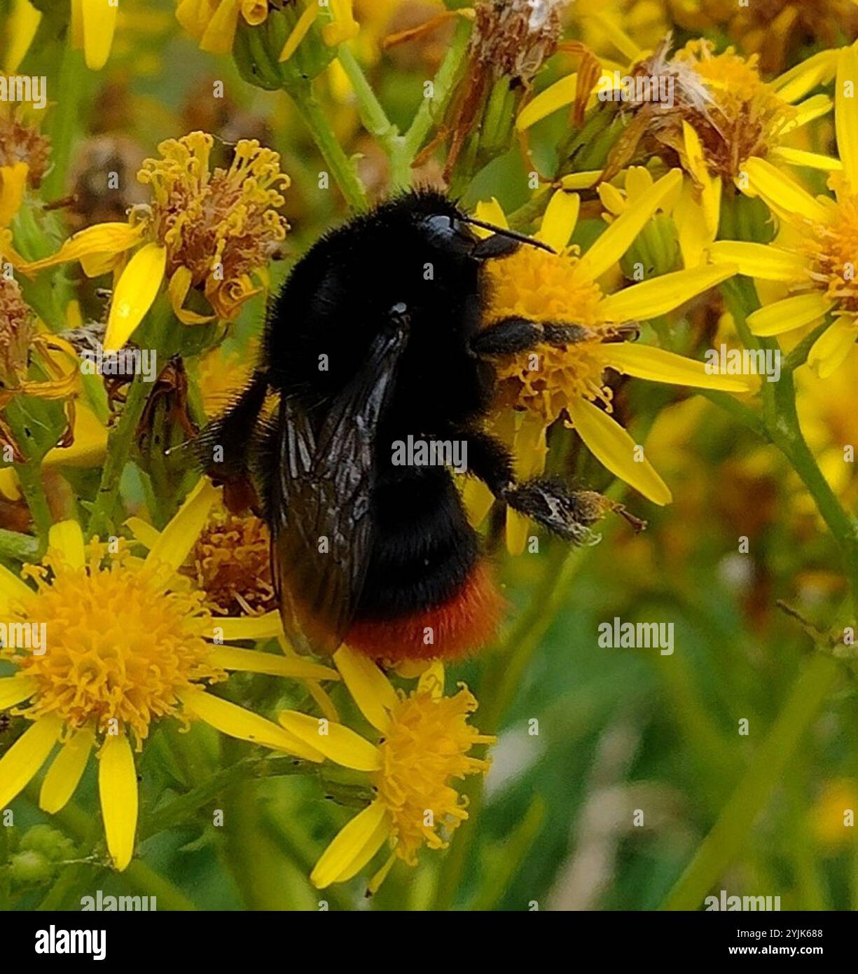 Red-tailed Bumble Bee (Bombus lapidarius Stock Photo - Alamy