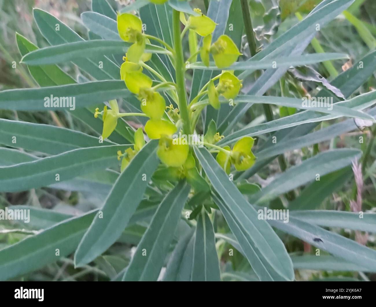 leafy spurge (Euphorbia esula Stock Photo - Alamy