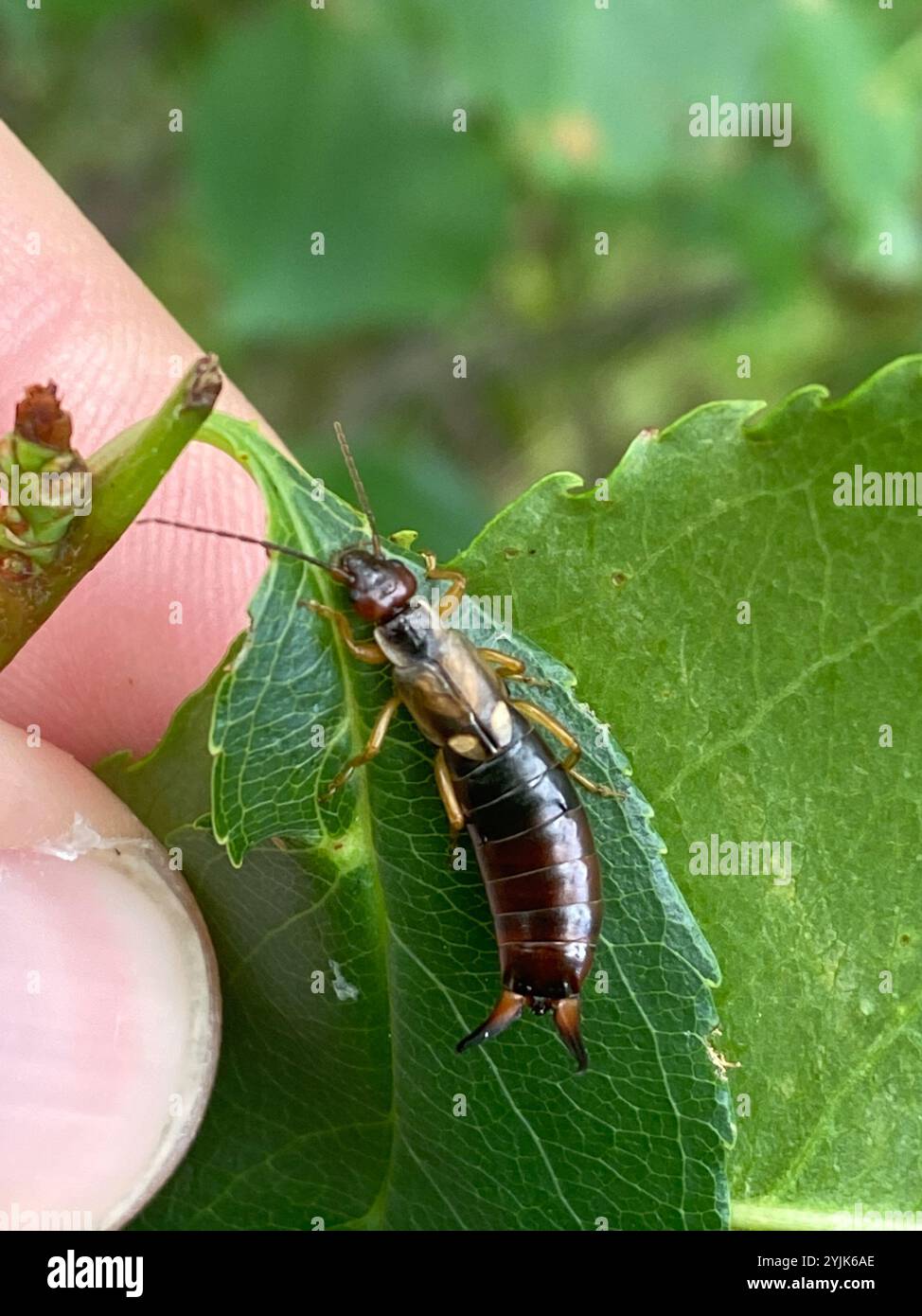 European Earwig Complex (Forficula auricularia Stock Photo - Alamy