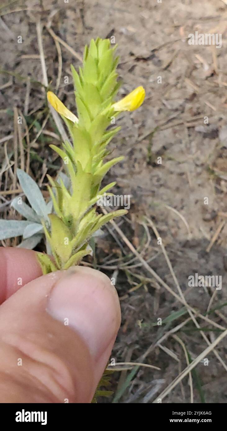 Orthocarpus luteus hi-res stock photography and images - Alamy