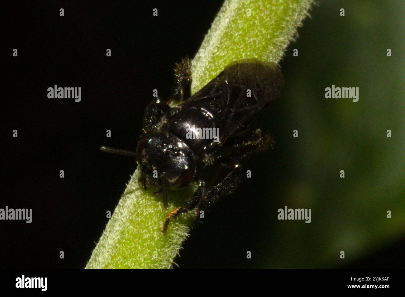 Spiny-legged Stingless bee (Trigona spinipes Stock Photo - Alamy