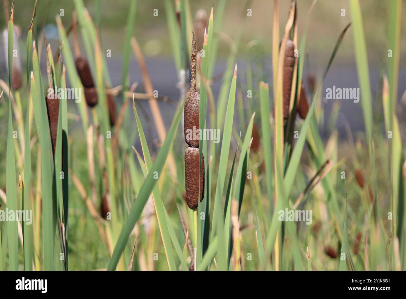 broadleaf cattail (Typha latifolia Stock Photo - Alamy