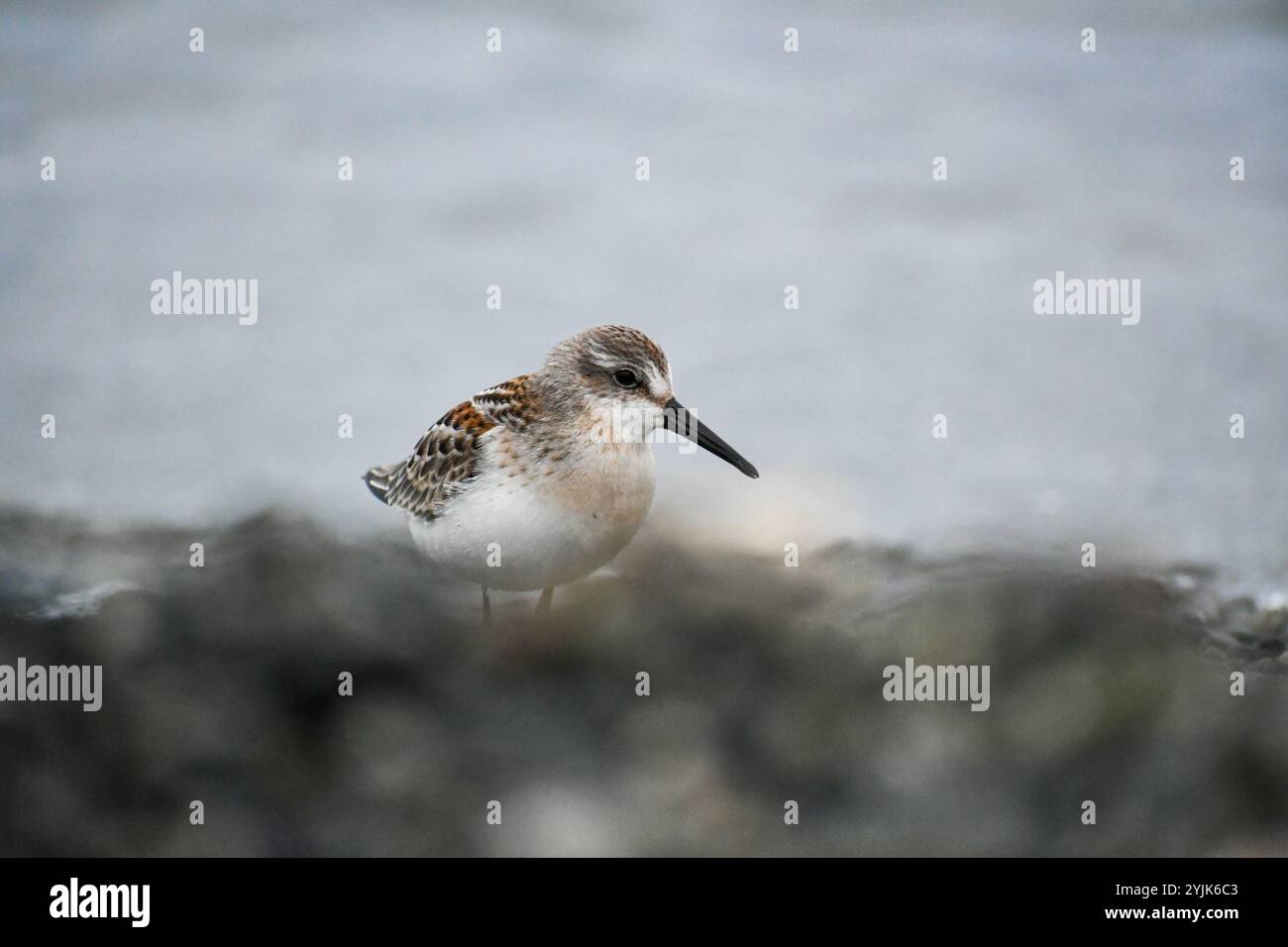 Western Sandpiper (Calidris mauri Stock Photo - Alamy