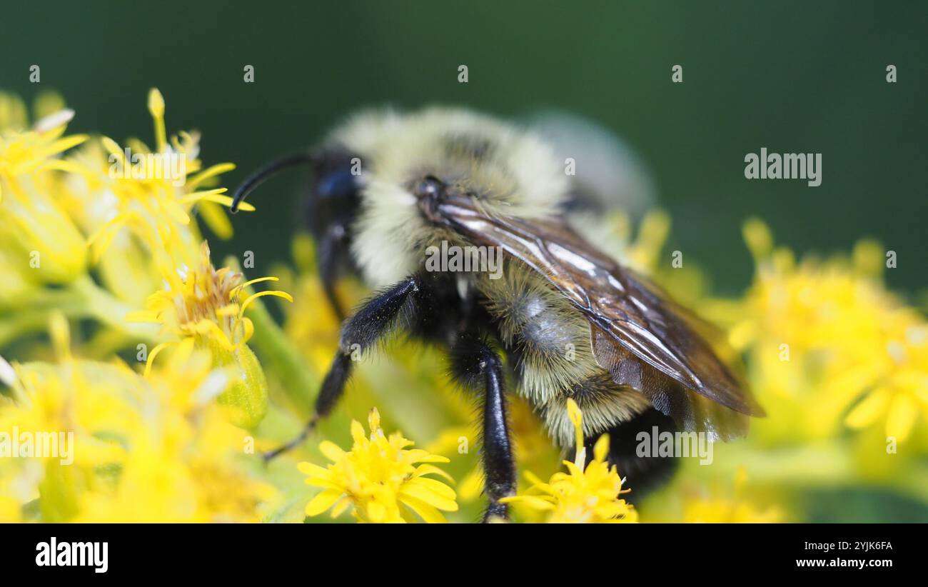 Lemon Cuckoo Bumble Bee (Bombus citrinus Stock Photo - Alamy