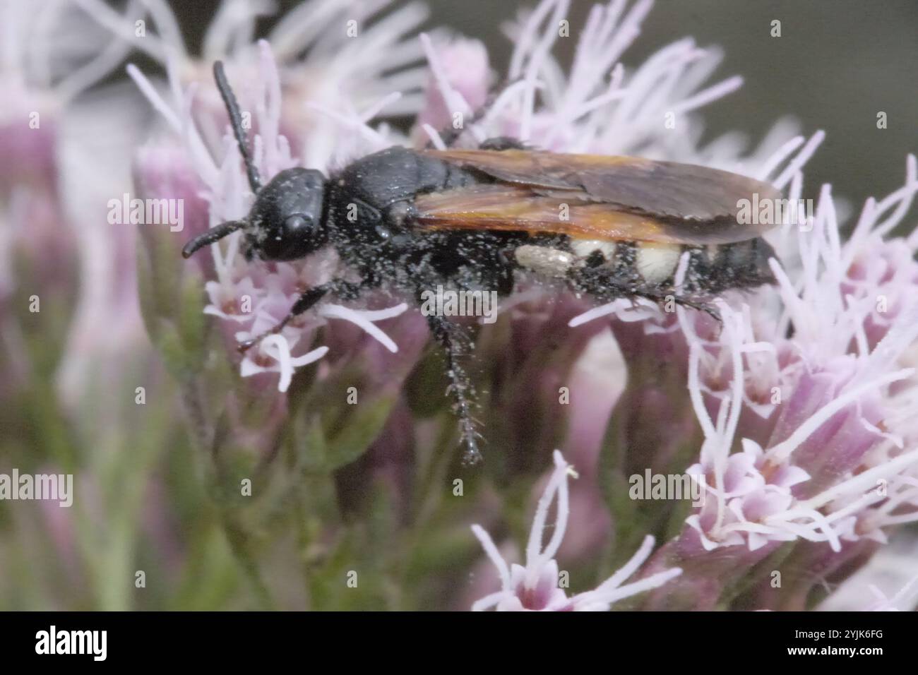 Scolia sexmaculata hi-res stock photography and images - Alamy