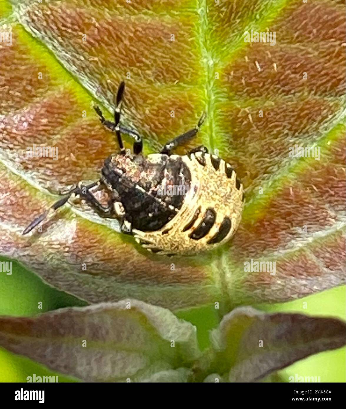 Mottled Stink Bug (Rhaphigaster nebulosa Stock Photo - Alamy