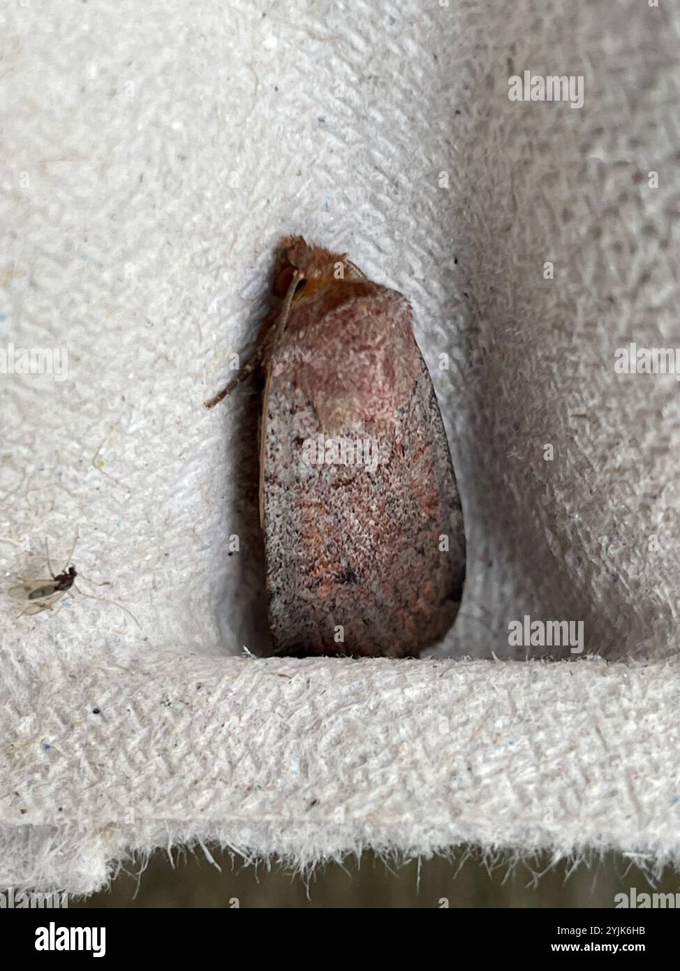 Cousin German (Protolampra sobrina Stock Photo - Alamy