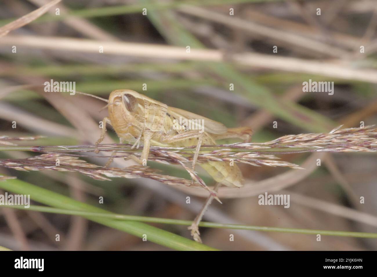 Common Straw Grasshopper (Euchorthippus declivus Stock Photo - Alamy