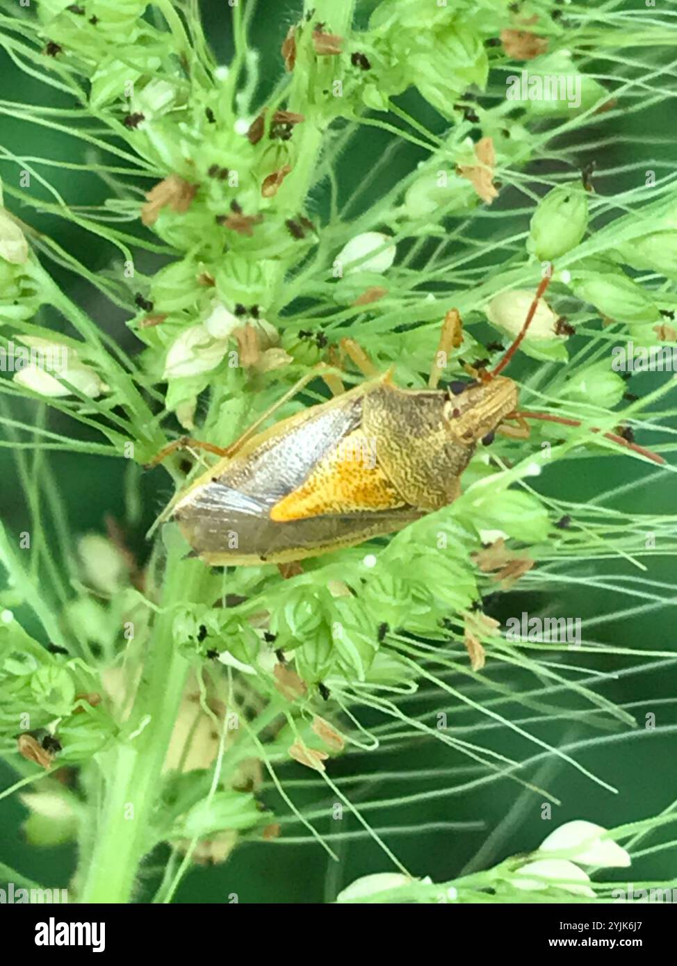 Rice stink bug hi-res stock photography and images - Alamy