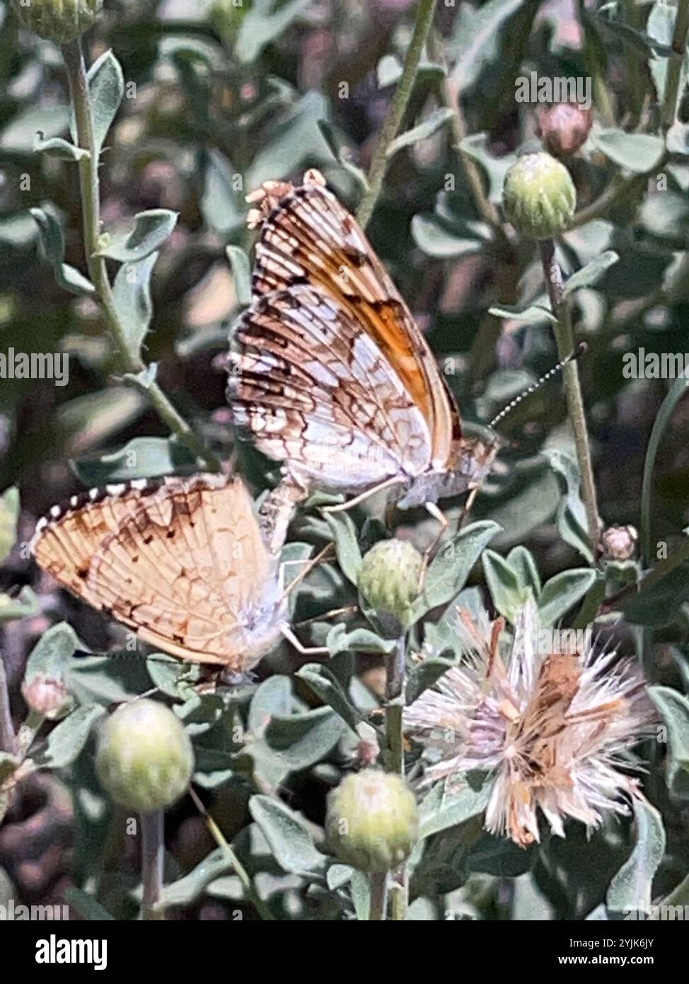 Field Crescent (Phyciodes pulchella Stock Photo - Alamy
