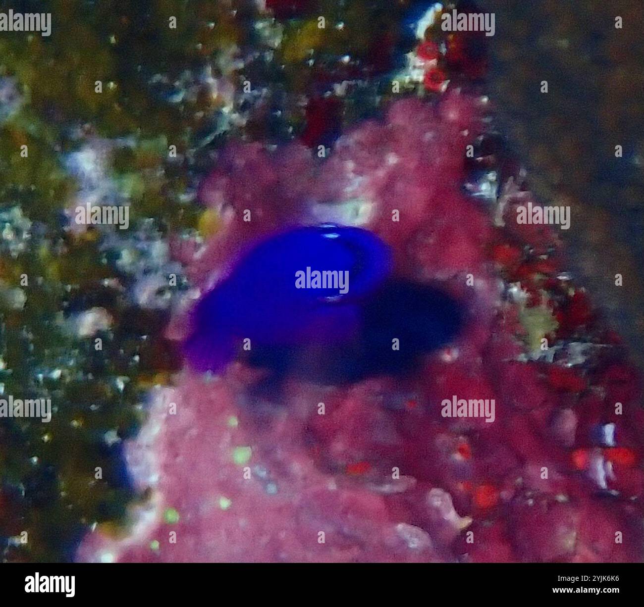 Orchid Dottyback (Pseudochromis fridmani Stock Photo - Alamy