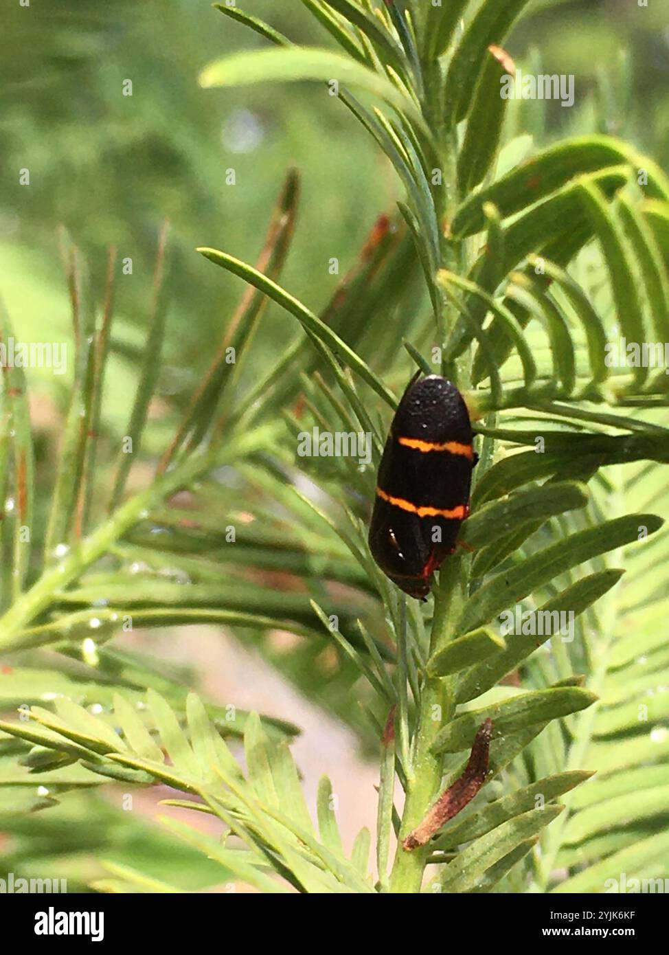 Two-lined Spittlebug (Prosapia bicincta Stock Photo - Alamy