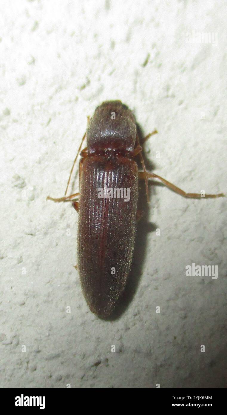 Click Beetles (Elateridae Stock Photo - Alamy