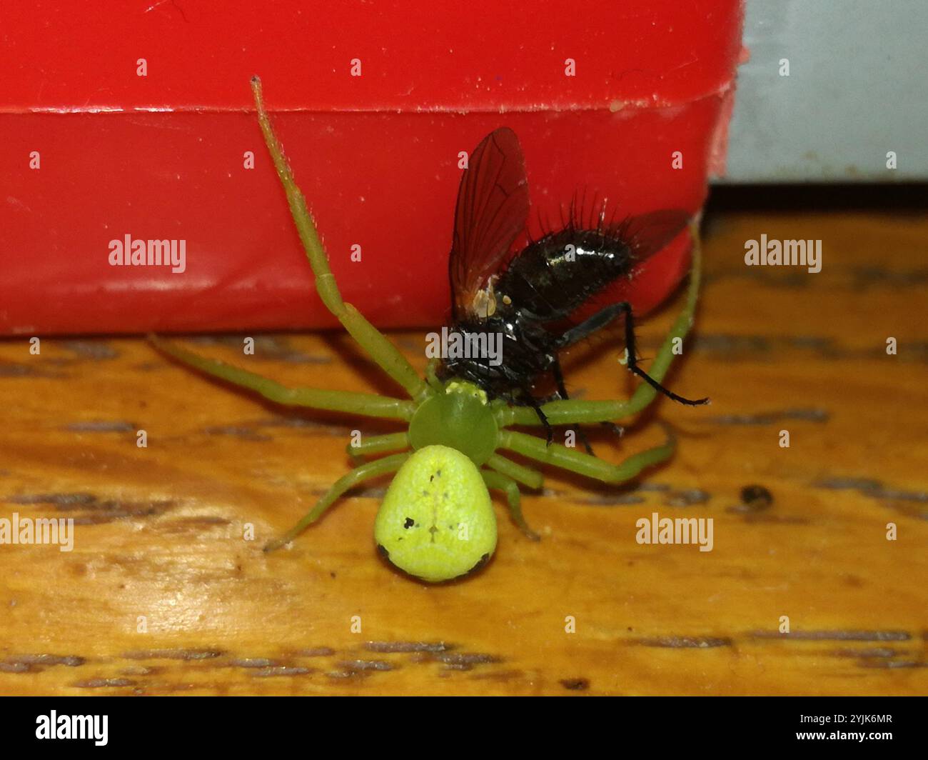 Triangle Crab Spider (Ebrechtella tricuspidata Stock Photo - Alamy