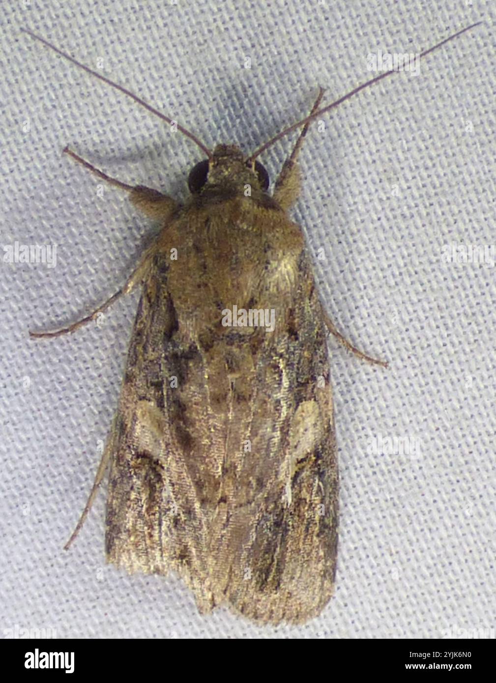 Fall Armyworm Moth (Spodoptera frugiperda Stock Photo - Alamy