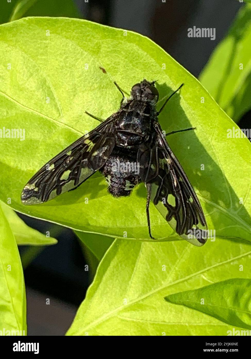 Xenox tigrinus hi-res stock photography and images - Alamy