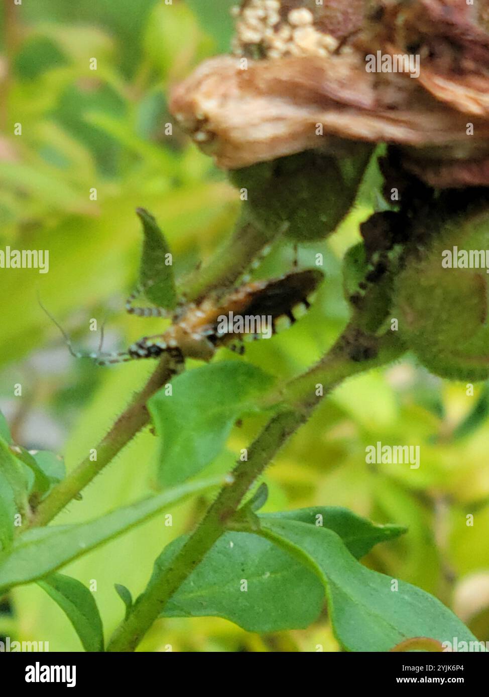 Pselliopus cinctus hi-res stock photography and images - Alamy