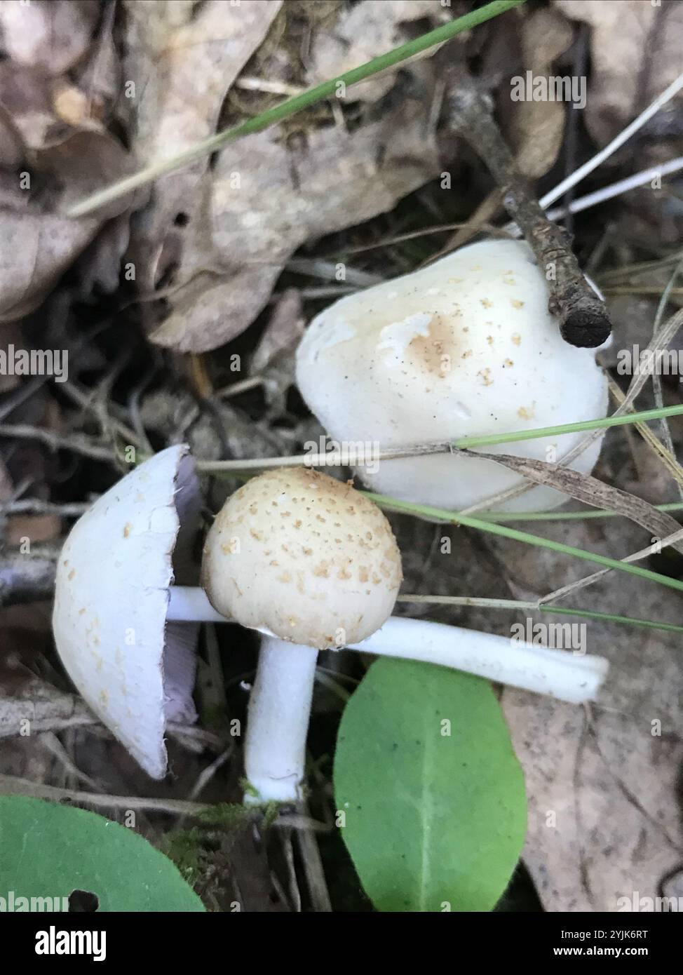 Pale Brittlestem (Candolleomyces candolleanus Stock Photo - Alamy