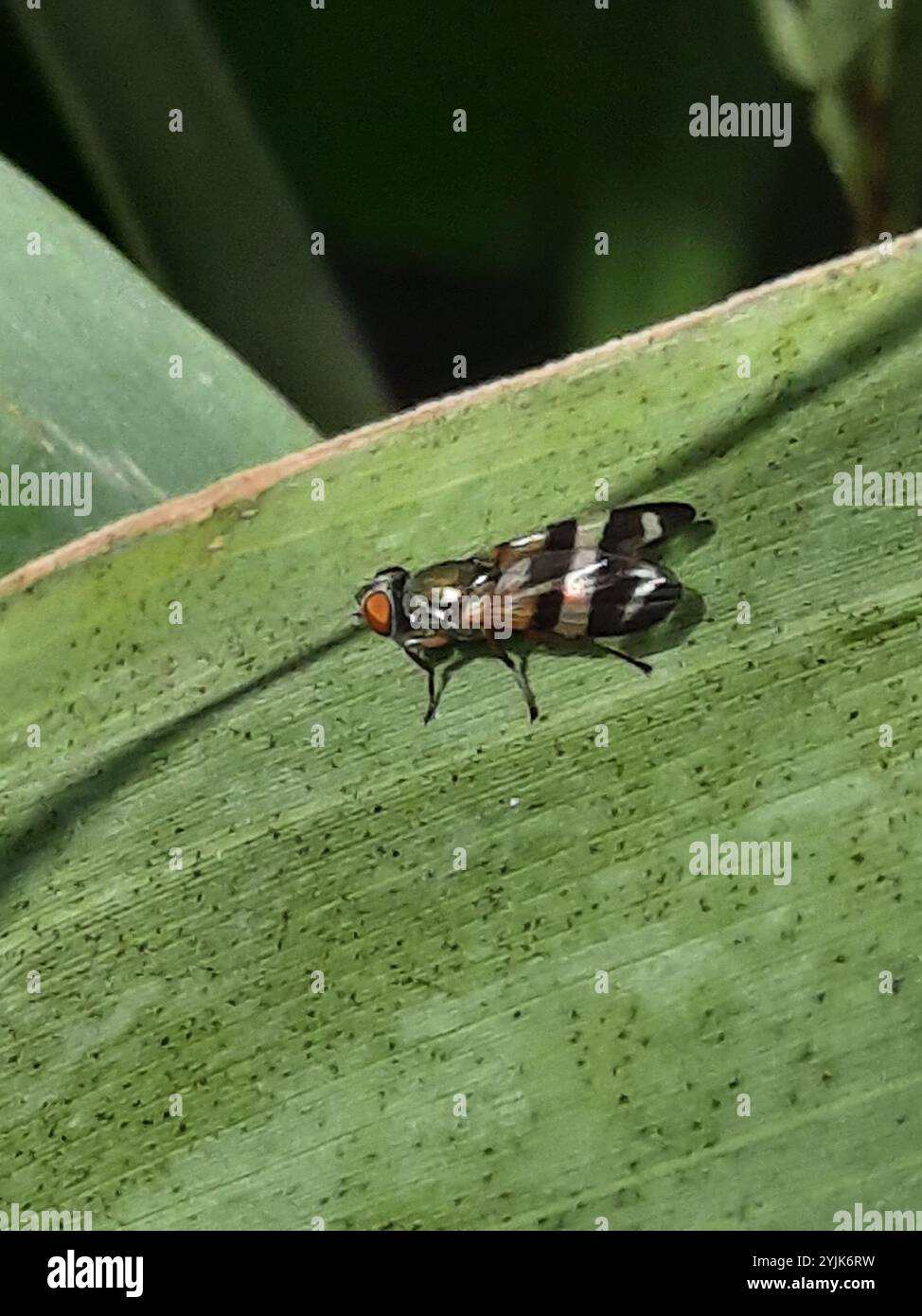 Banded-wing Flies (Chaetopsis Stock Photo - Alamy