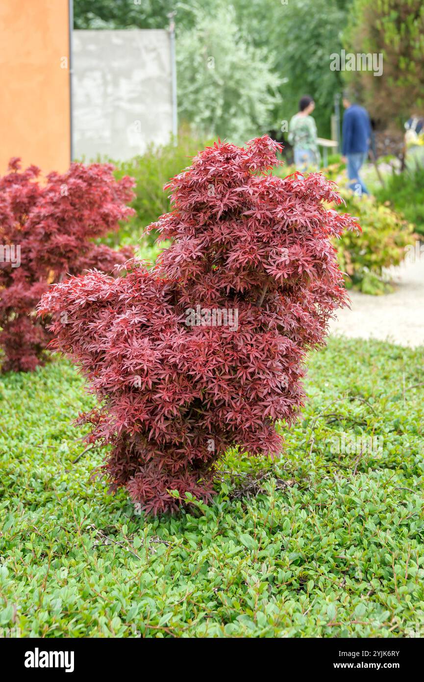 Japanischer Fächer-Ahorn (Acer palmatum 'Shaina'), Japanese maple (Acer ...