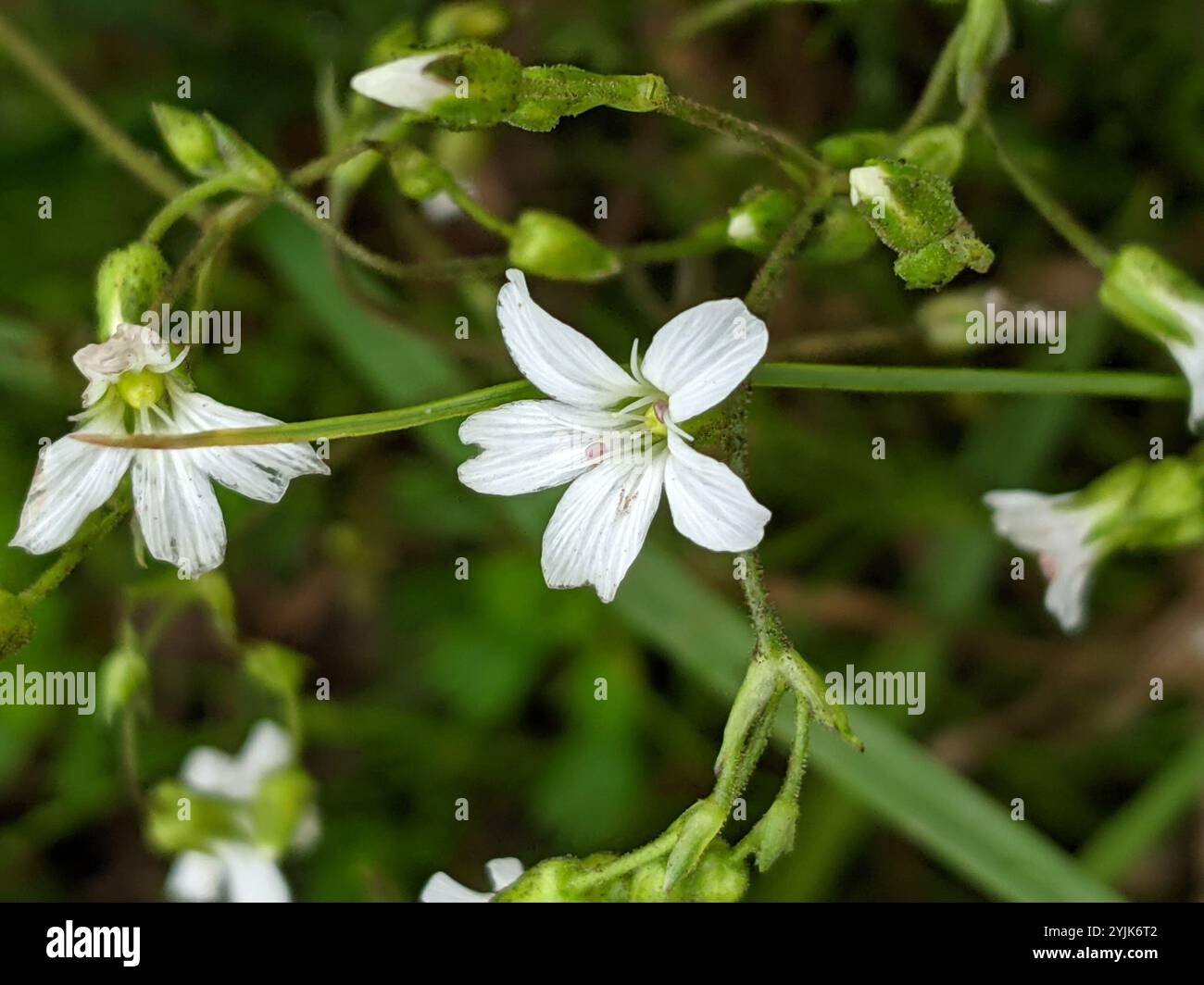 vascular plants (Tracheophyta Stock Photo - Alamy