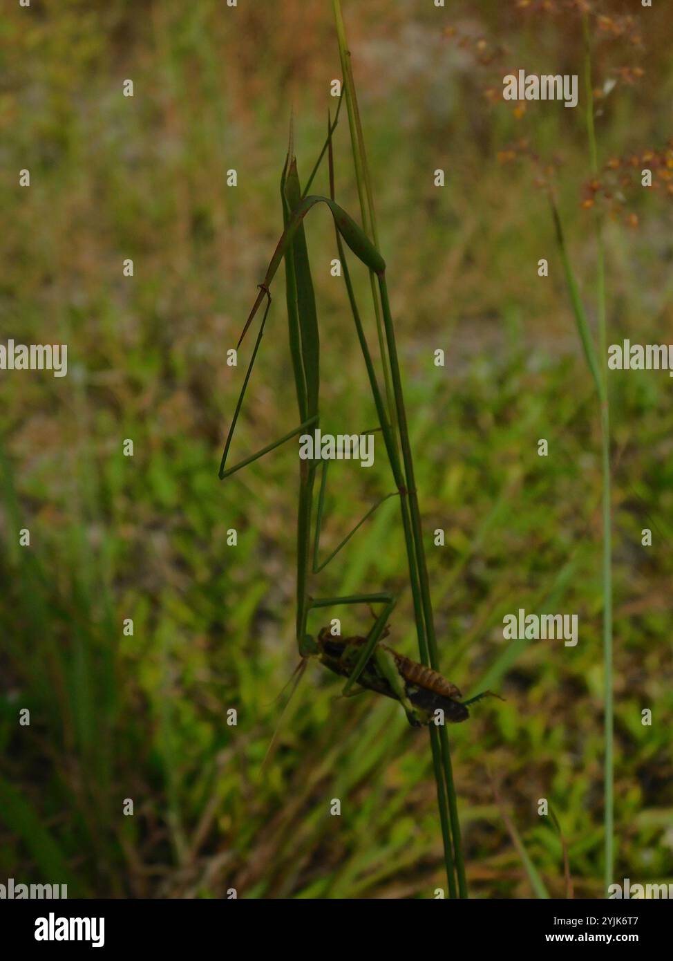 Northern Grass Mantis (Brunneria borealis Stock Photo - Alamy