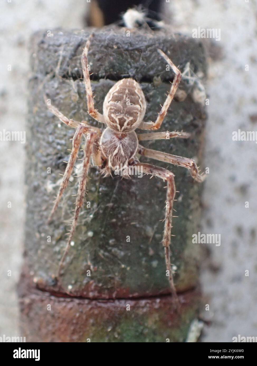 Grey Cross Spider (Larinioides sclopetarius Stock Photo - Alamy
