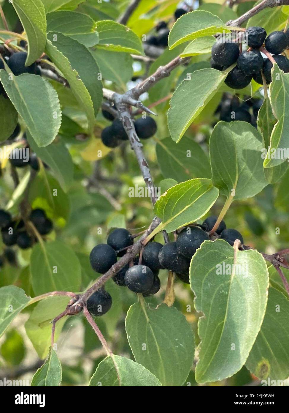 common buckthorn (Rhamnus cathartica Stock Photo - Alamy