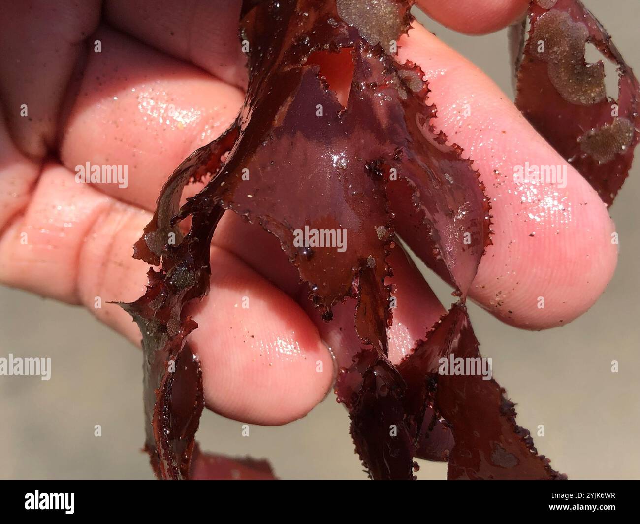 Grape Tongue (Cryptopleura ruprechtiana Stock Photo - Alamy