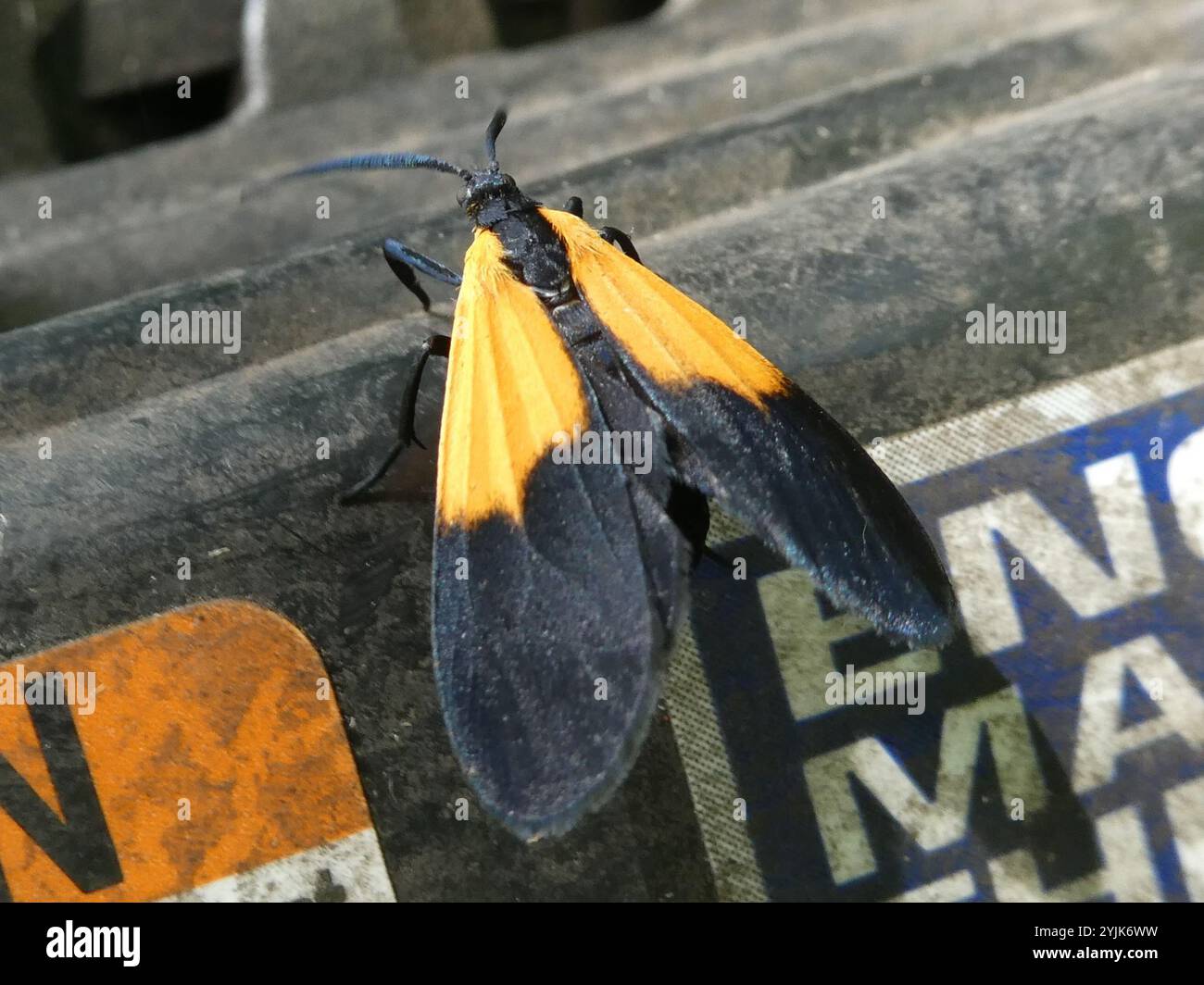 Black and yellow lichen moth hi-res stock photography and images - Alamy