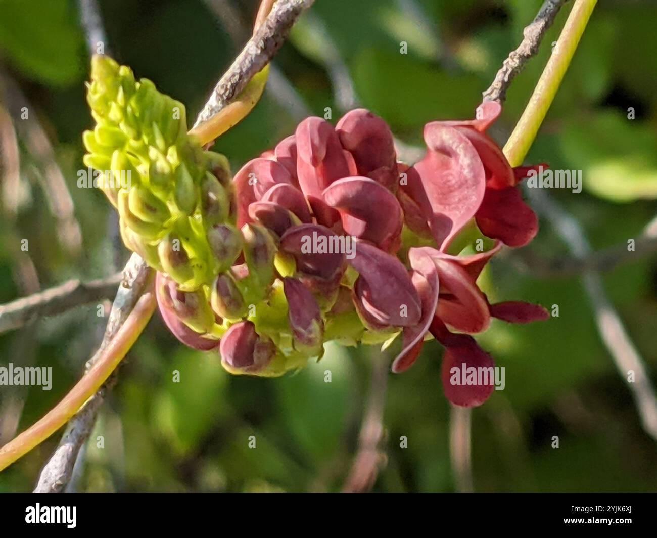 American groundnut (Apios americana Stock Photo - Alamy