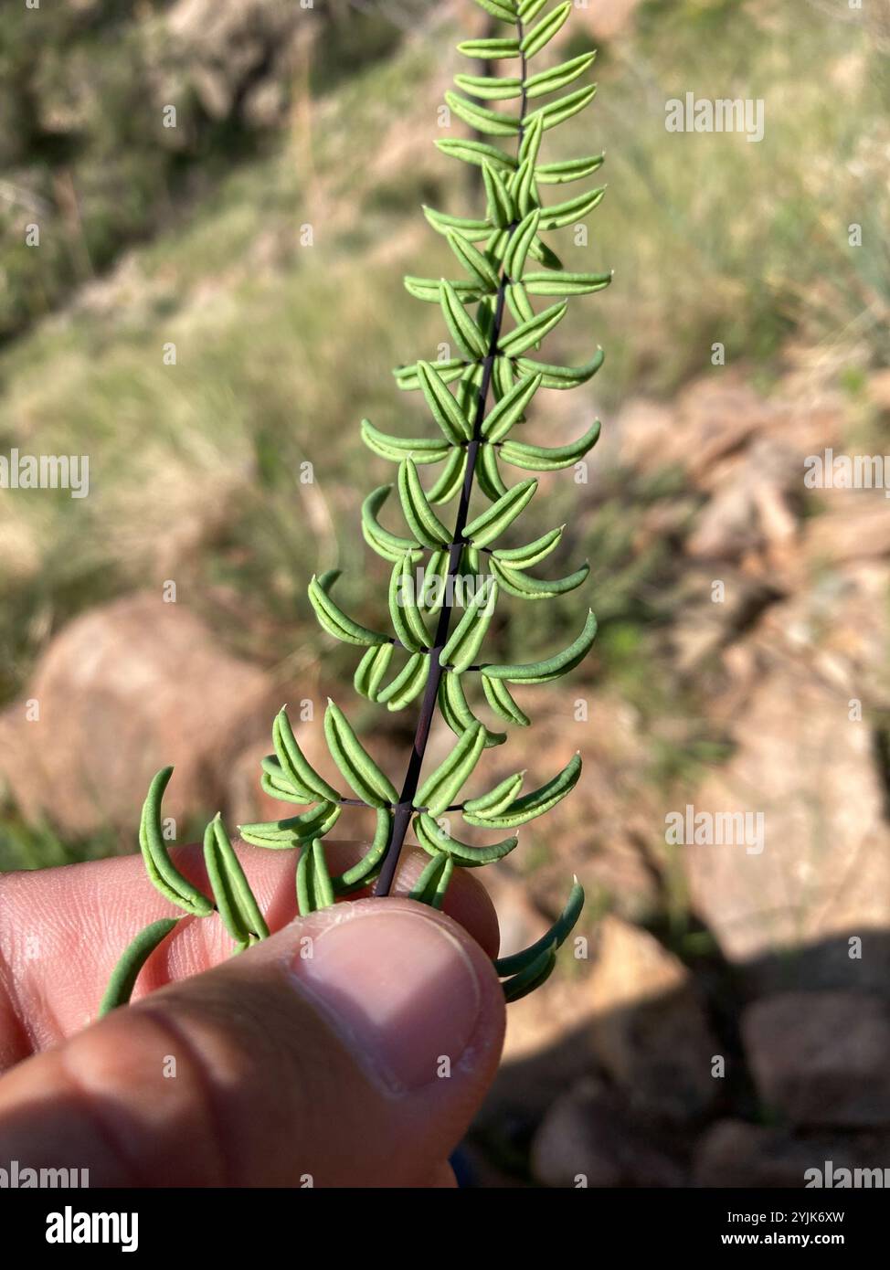 Wright's cliffbrake (Pellaea wrightiana Stock Photo - Alamy