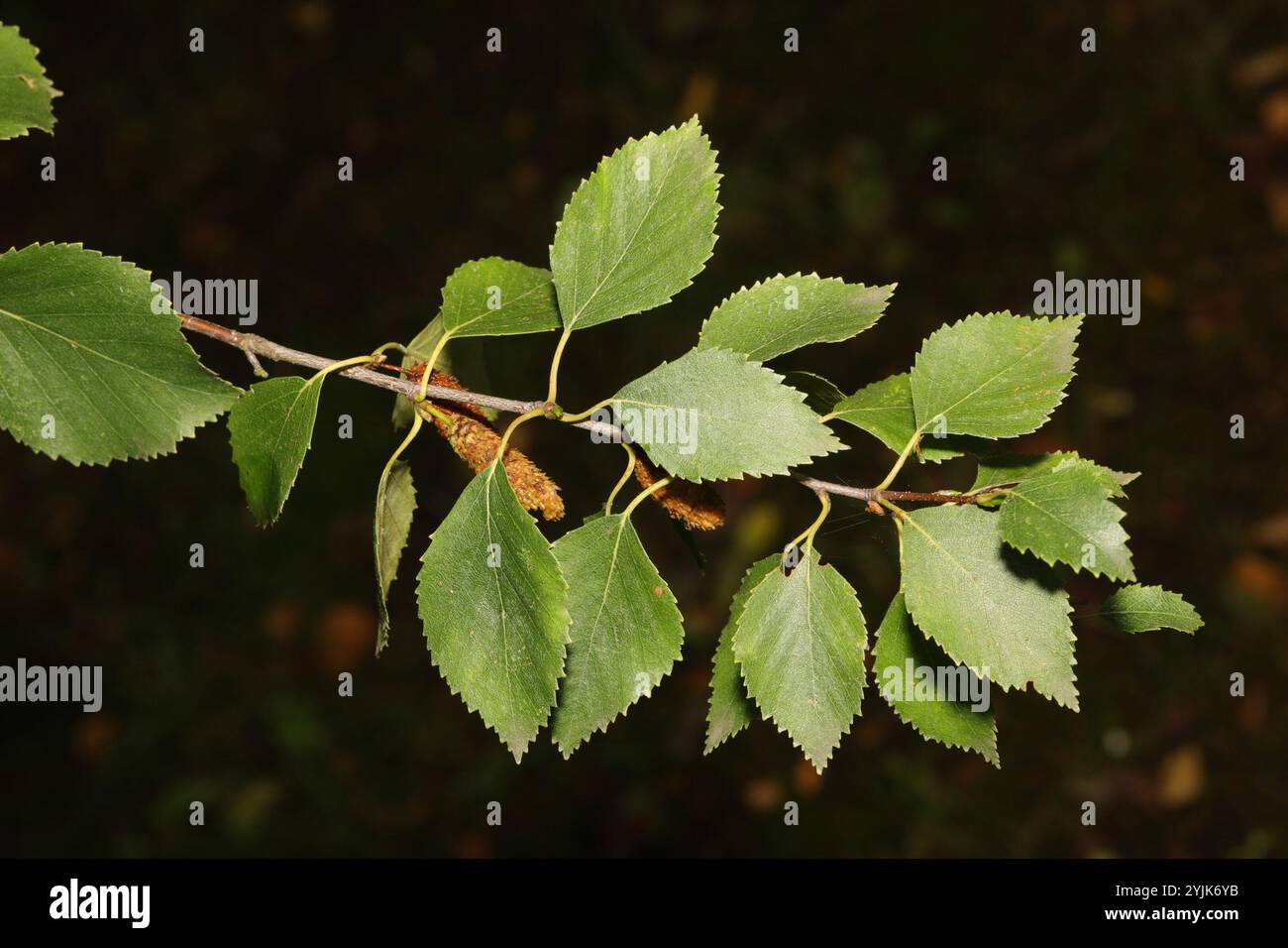 Downy Birch (Betula pubescens Stock Photo - Alamy