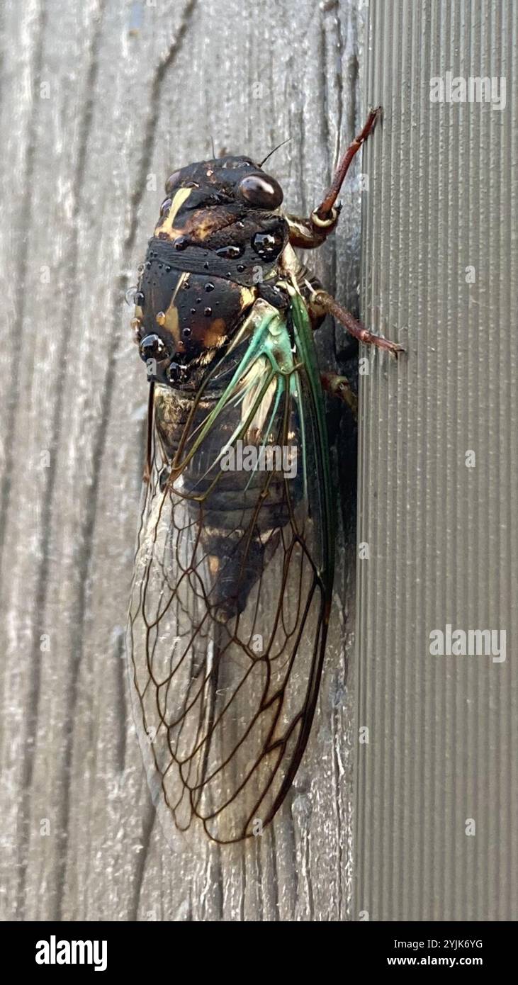 Neotibicen lyricen hi-res stock photography and images - Alamy