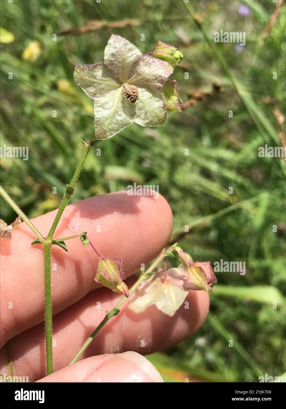 White Four o'Clock (Mirabilis albida Stock Photo - Alamy