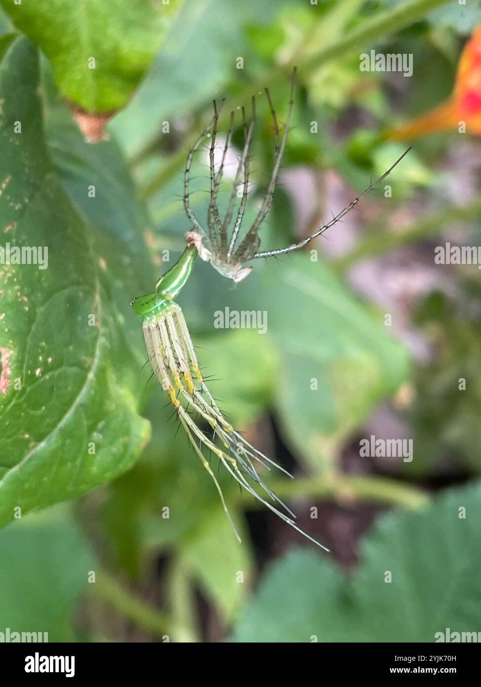 Green Lynx Spider (Peucetia viridans Stock Photo - Alamy
