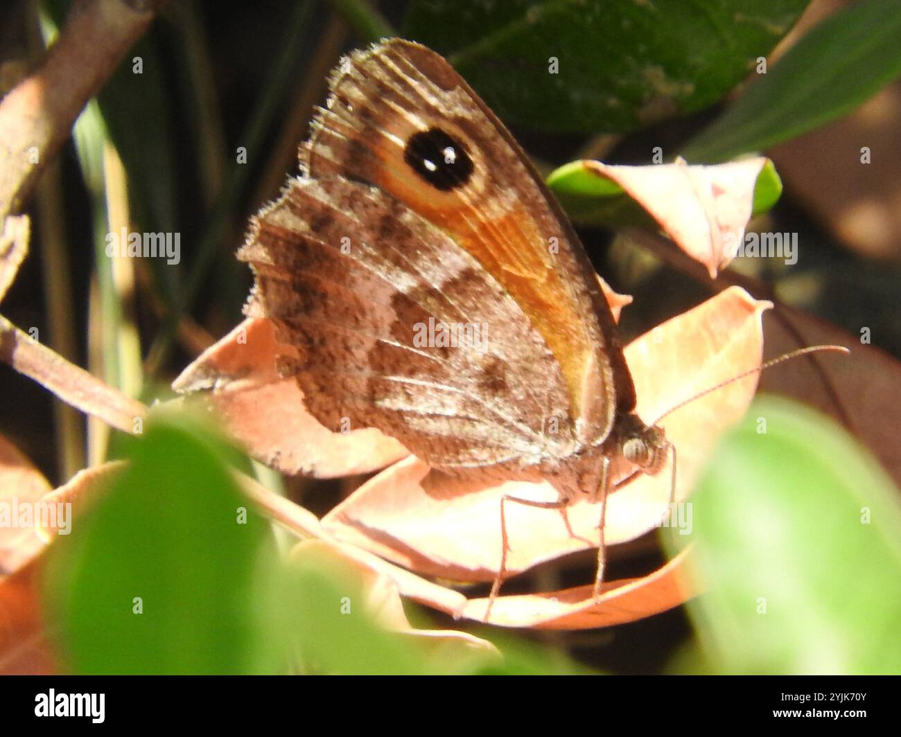 Pyronia cecilia hi-res stock photography and images - Alamy