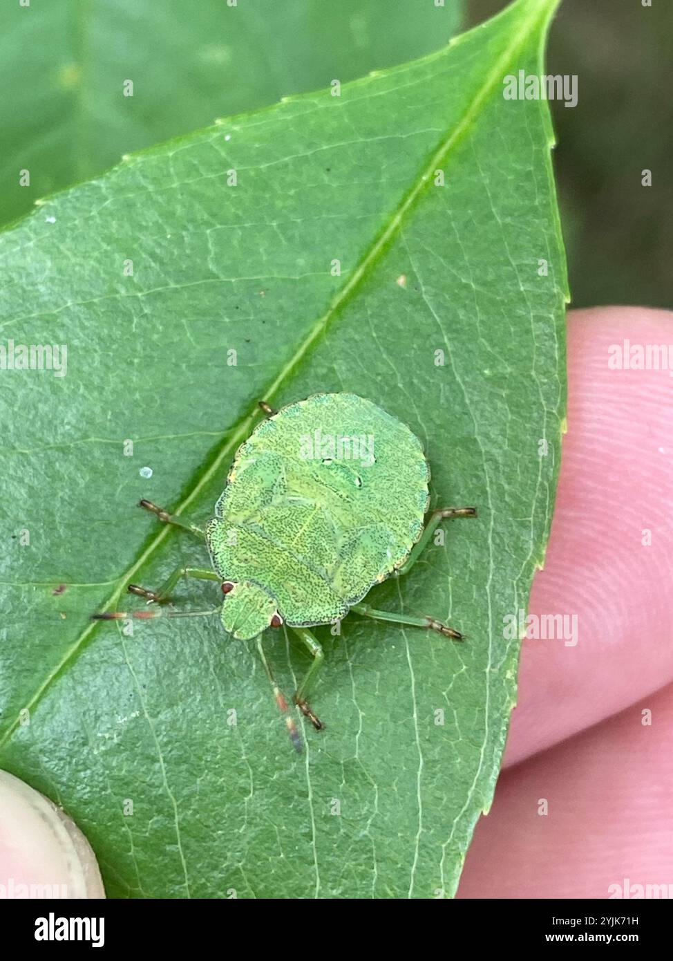 Green Shield Bug (Palomena prasina Stock Photo - Alamy