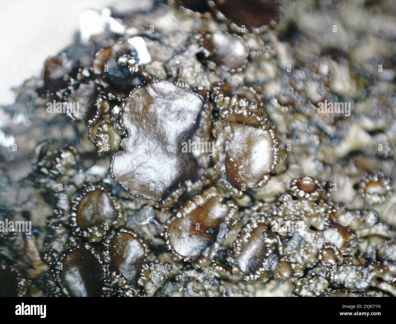 Stygian Black-parmelia (Melanelia stygia Stock Photo - Alamy